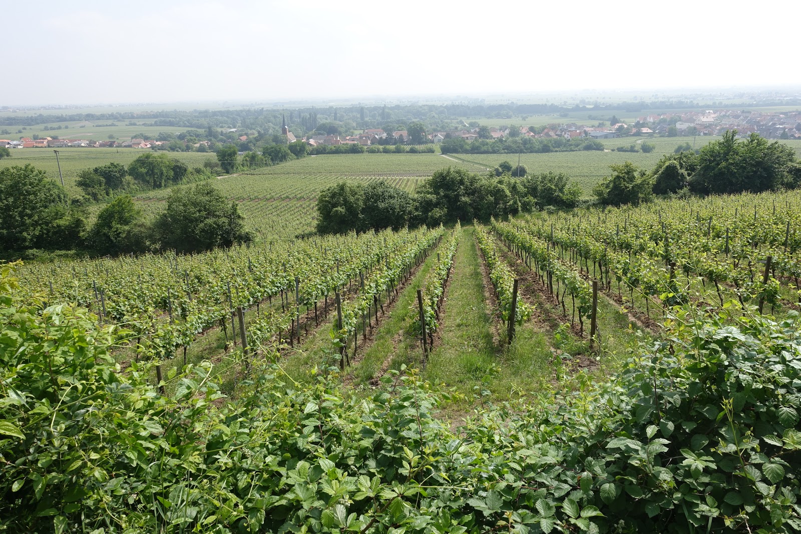 schiller-wine: Impressive Vineyard Tour and Tasting at Weingut ...