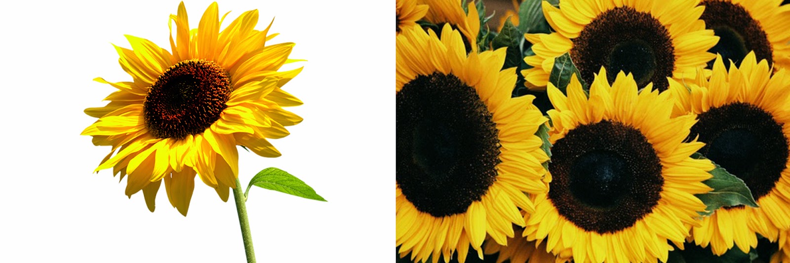 .: Senarai Harga Bunga Segar