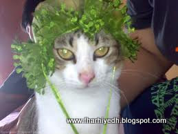 35+ Gambar Kucing Semangat