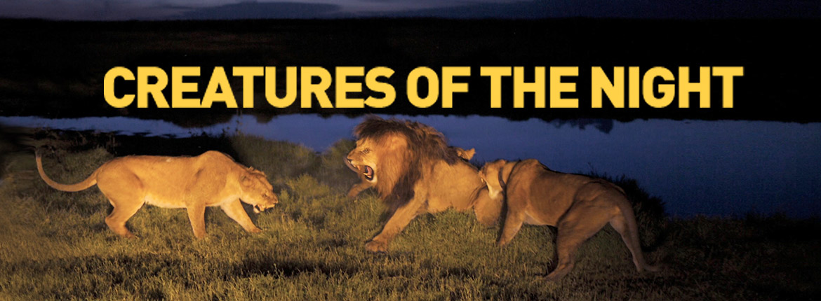 Creatures Of The Night Season 1-Nat Geo TV Show Serial Series - TV ...