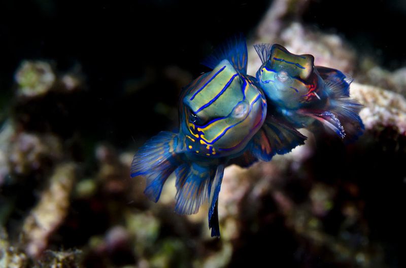 Beautiful World : Mandarin Fish (19 Pics)