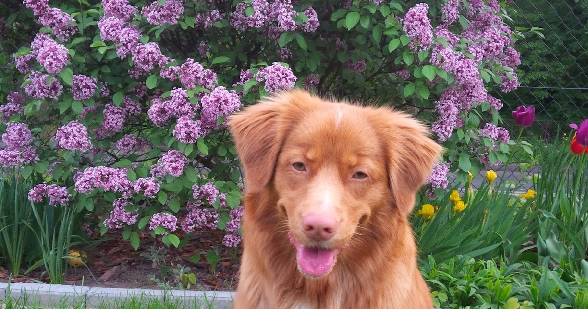 RED AND FLUFFY - KENNEL: Retriever z Nowej Szkocji