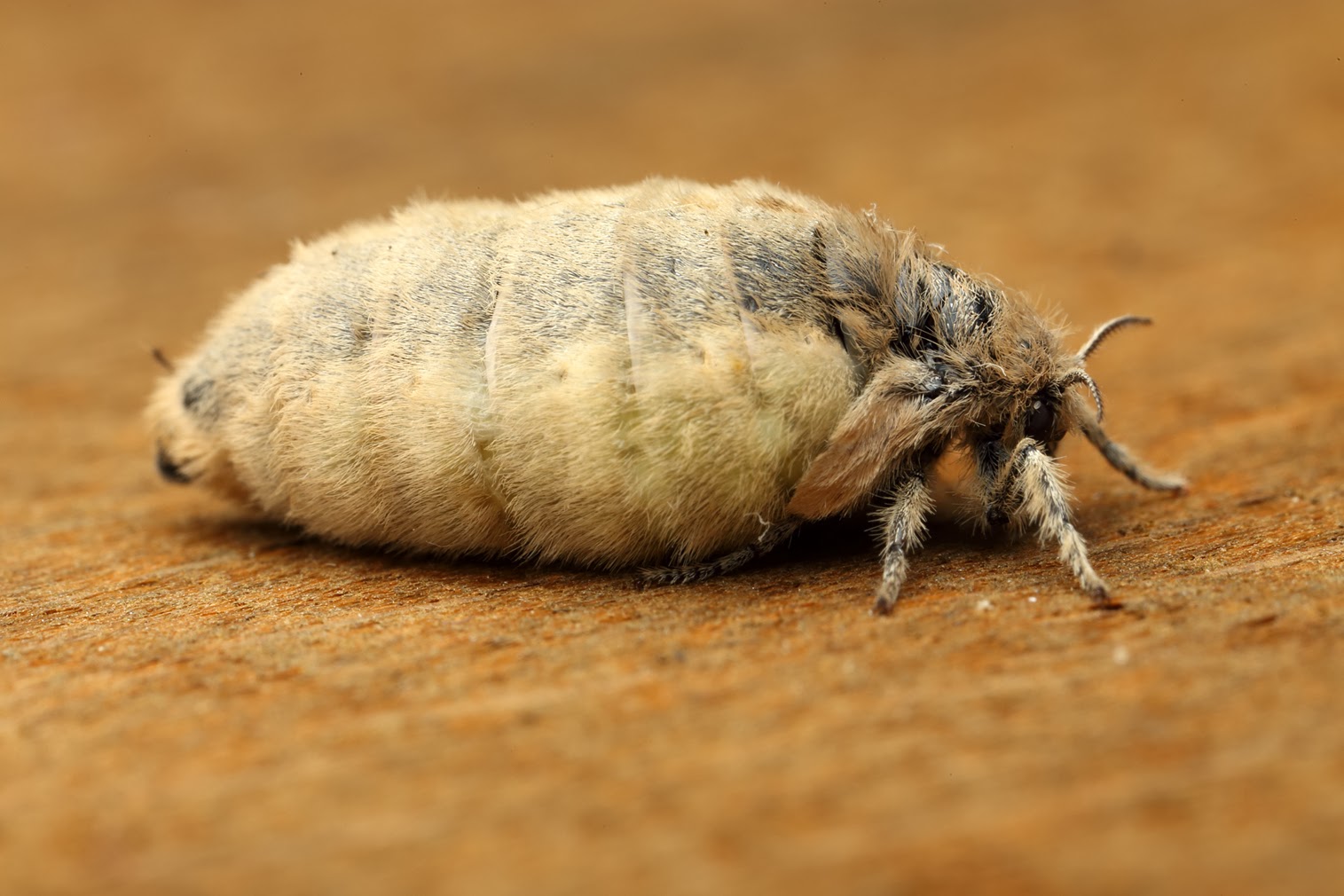 JJ's Photographic nature blog: October 2013