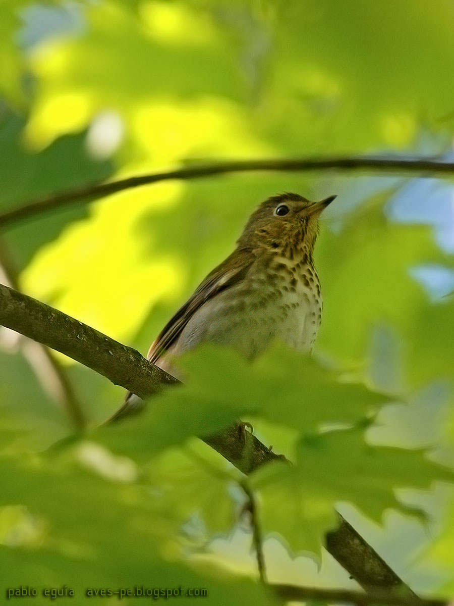 mis fotos de aves: Catharus swainsoni Zorzalito Boreal Swainson's Thrush
