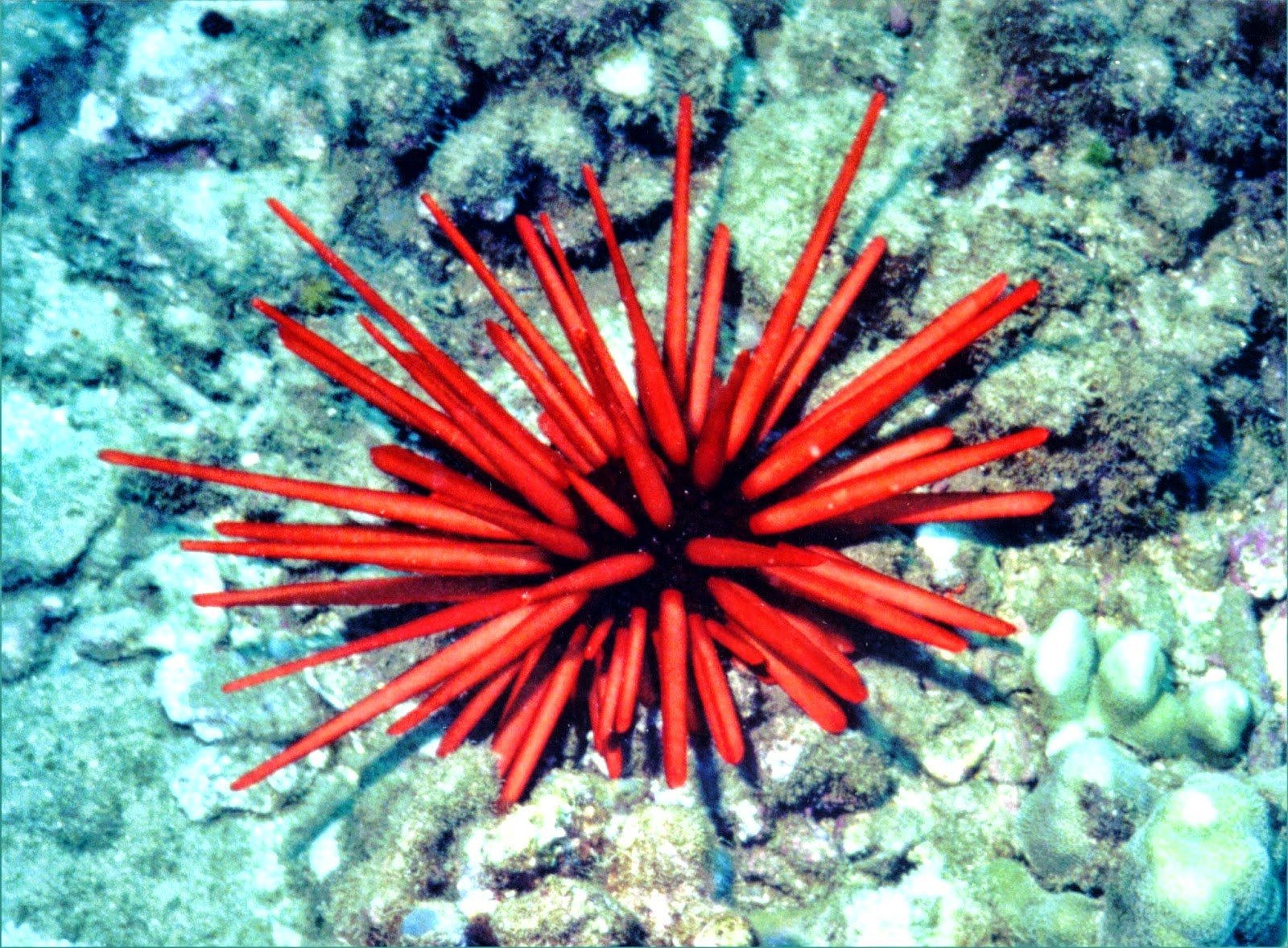ΑΧΙΝΟΣ (SEA URCHIN) photos - wallpapers | the fun bank