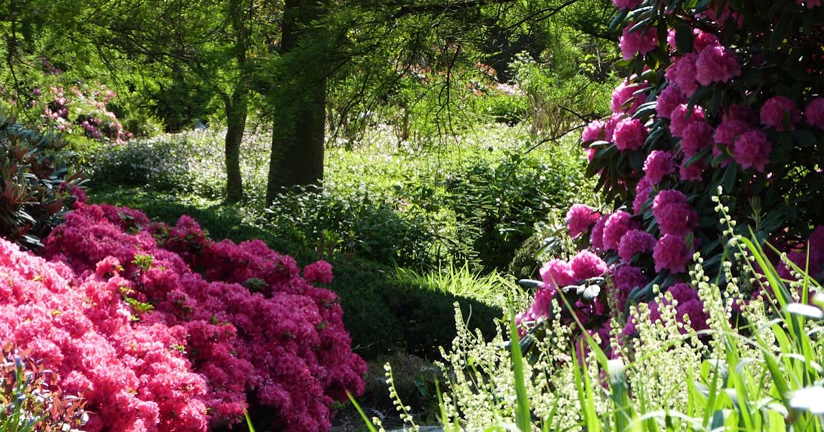 PLANTEN un BLOMEN - Bilder Teil 2