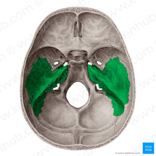 Latinski jezik za medicinske škole: Slepoočna kost - Os temporale