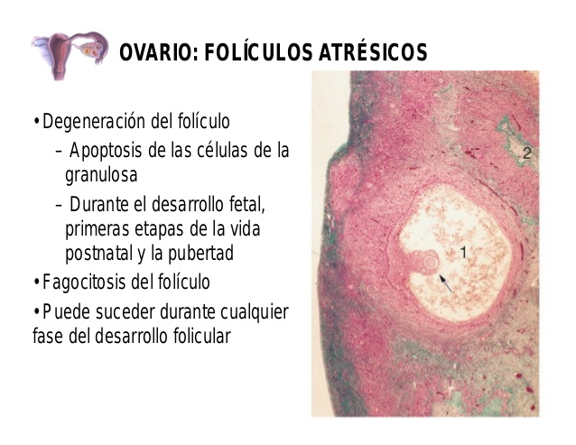 Embriología: Primera semana del desarrollo