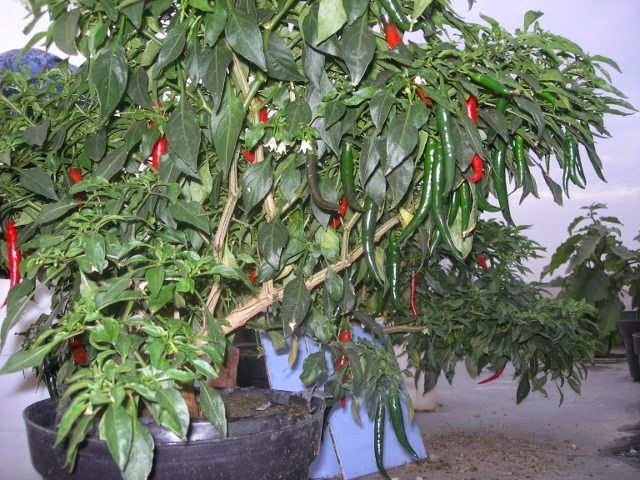 ORGANIK: Cara Menanam Cabe Organik Dalam Pot