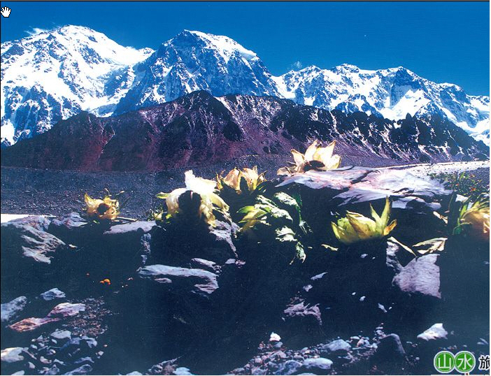 The Health Station: SNOW LOTUS 天山雪莲