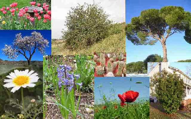 Alternativas para Cuidar el Medio Ambiente: LOS VEGETALES Y EL HOMBRE