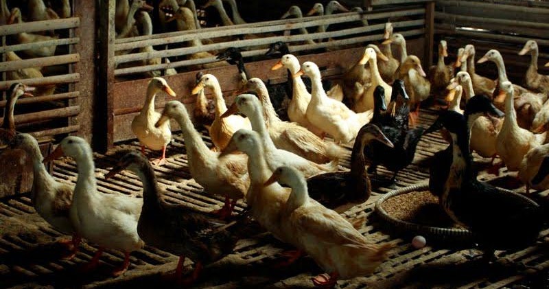 Mau Untung besar, Ternak Bebek Petelur bisa jadi solusi untuk anda ...