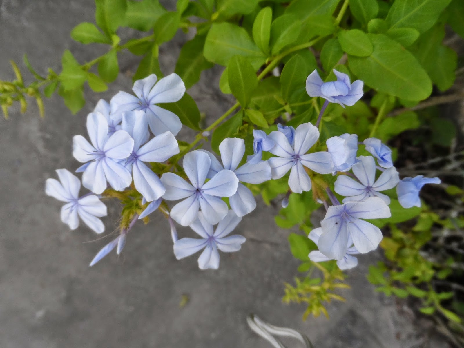 Jardinagem dia a dia: A FLOR TOLERANTE - BELA EMILIA