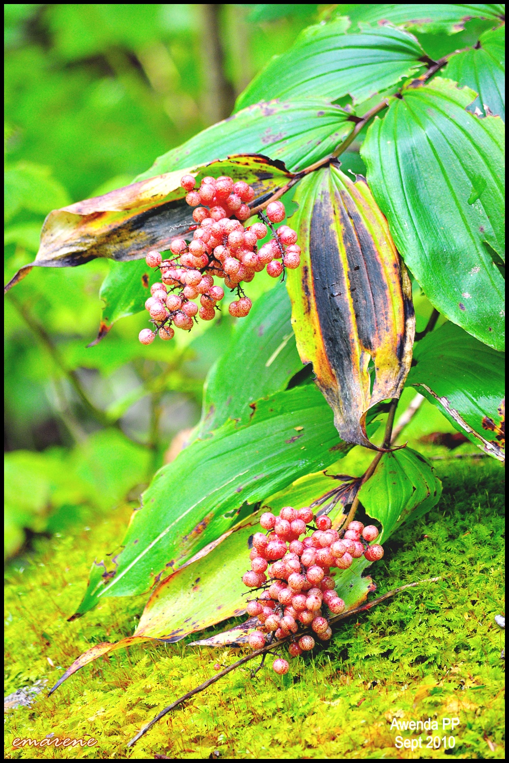 This Randomness: Awenda PP - 2