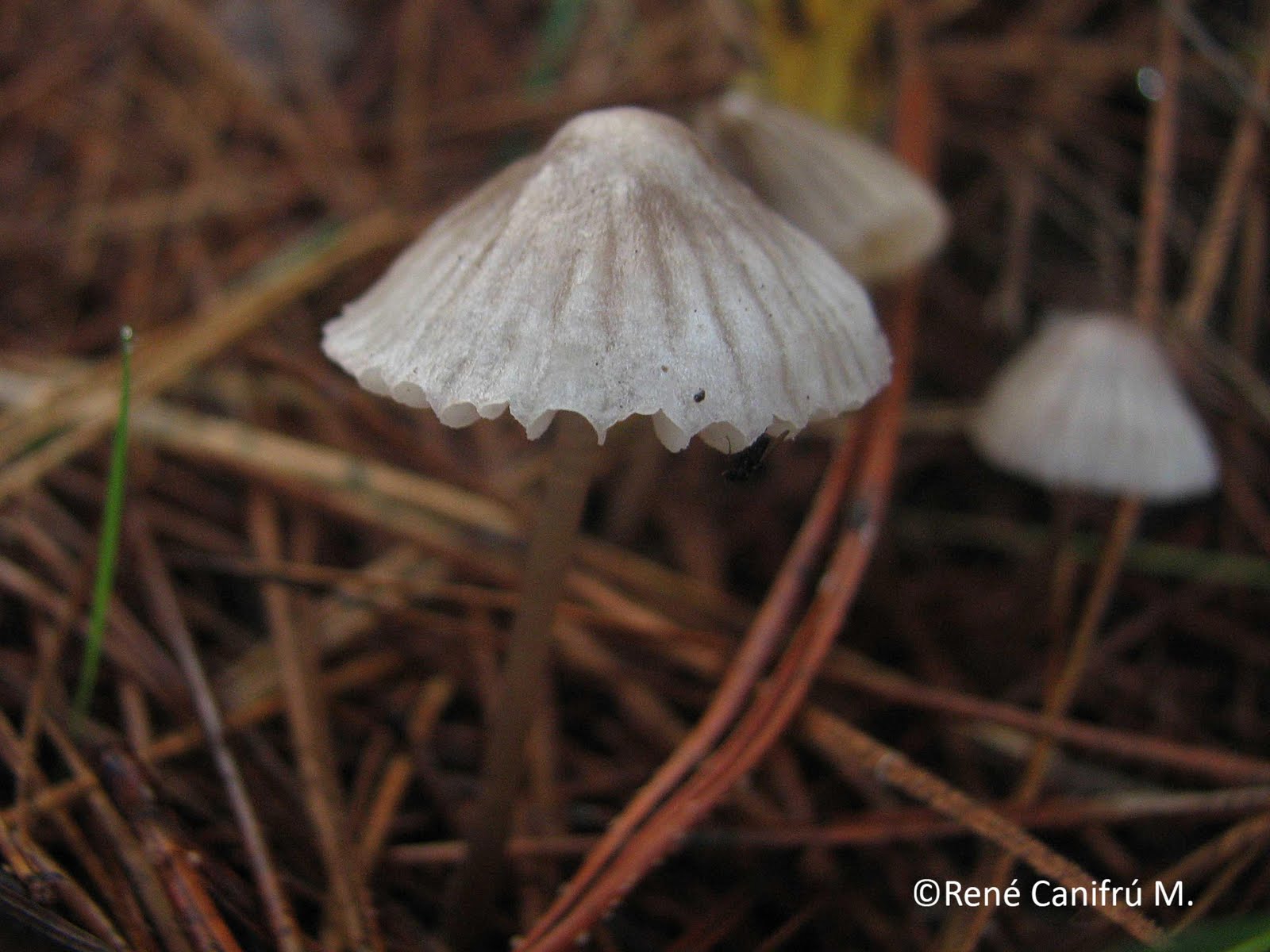 Hongos: Mycena leptocephala