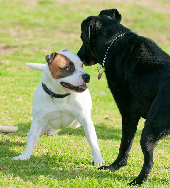Tofu Photography: Feb 10, 2013