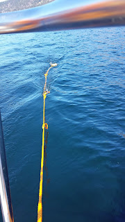 Barnacle Bill Holcomb's Sailing: Man Overboard Line