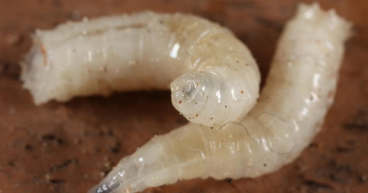 JaredDavidsonPhotography: Macro photographs of maggots