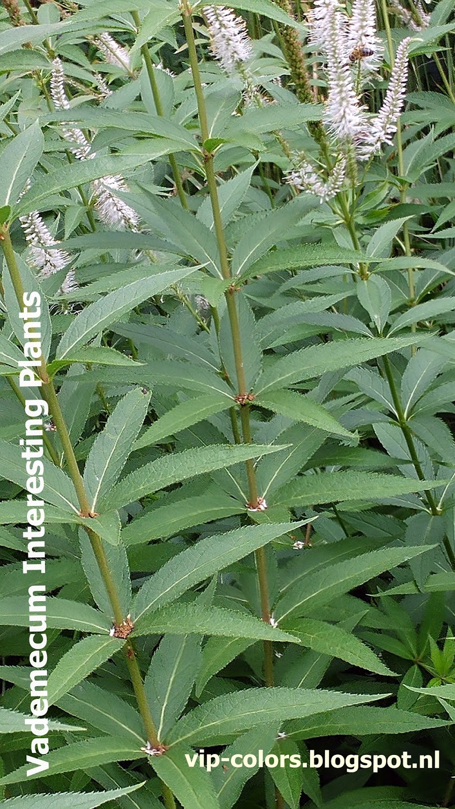 Vademecum Interesting Plants: Veronicastrum virginicum ...