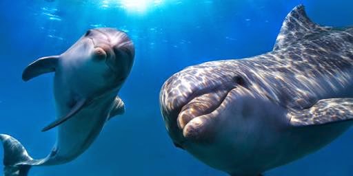 Banyak Guide Nakal, Wisata Lumba-Lumba di Laut Lovina, Bali Sepi ...