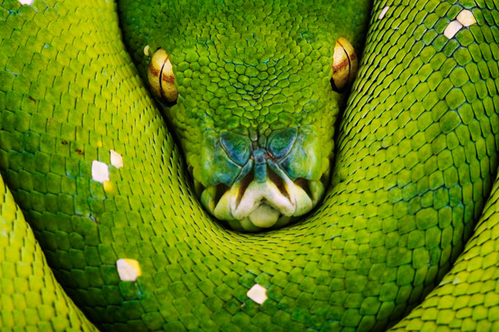 Snakes: Snake Face