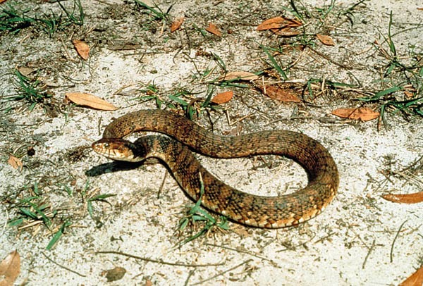 Florida Water Snakes | Snakes