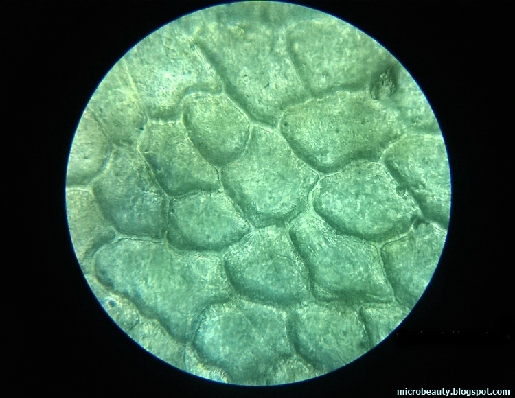 The Wonderful Microworld: February 2017