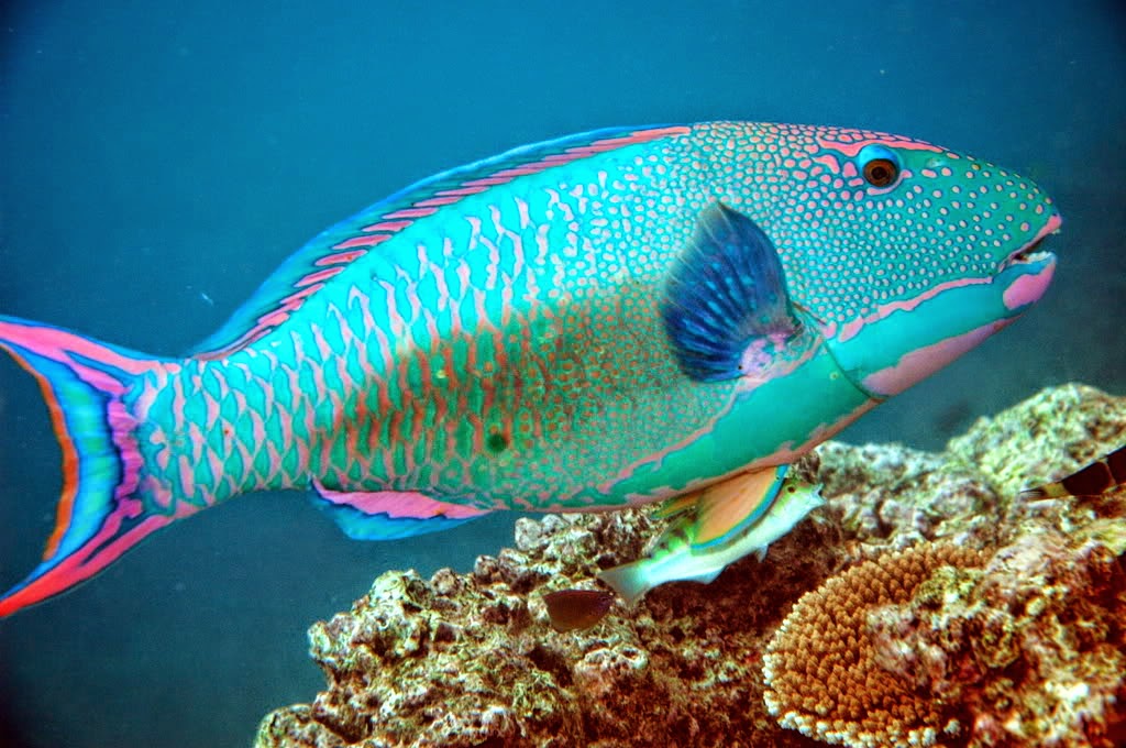 PARROTFISH photos - wallpapers (ανανεωμένο) | the fun bank