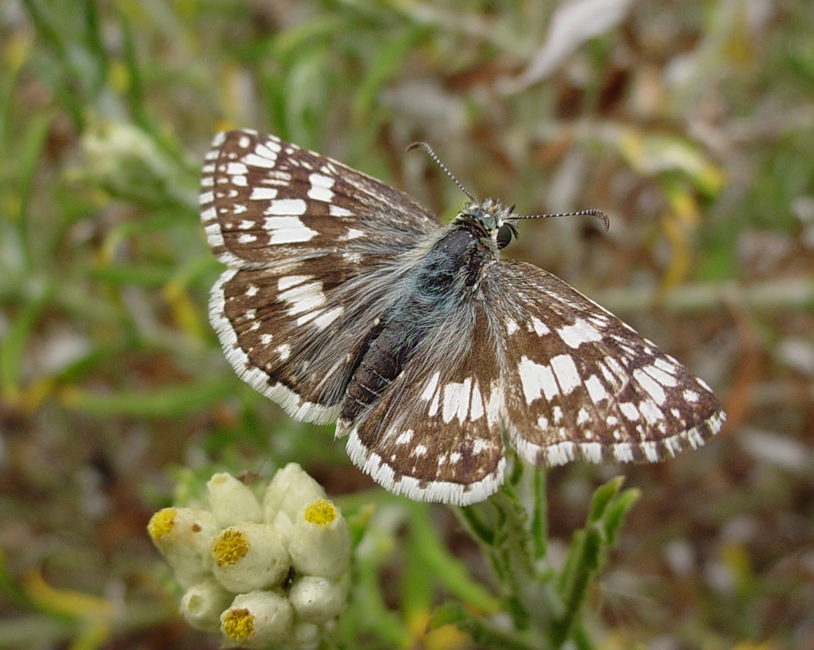 Mother Nature's Backyard - A Water-wise Garden: White Checkered Skipper ...
