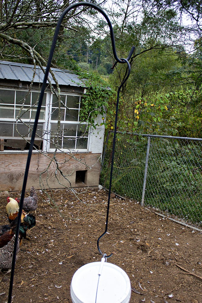 Rurification | Robin Edmundson: Poop Free Chicken Water