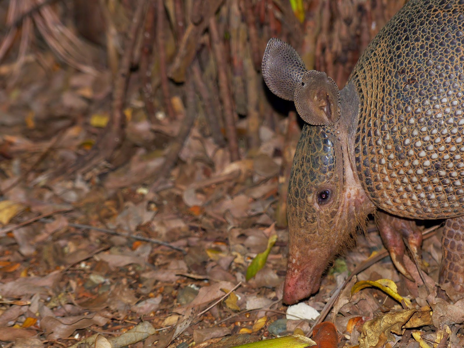 Life, for a month in Costa Rica: Blog 11 Antlions and Armadillos