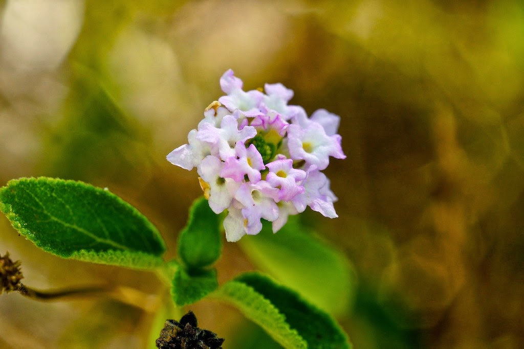 Flora de Puerto Rico Ilustrada Papo Vives: VERBENACEAE LANTANA ...