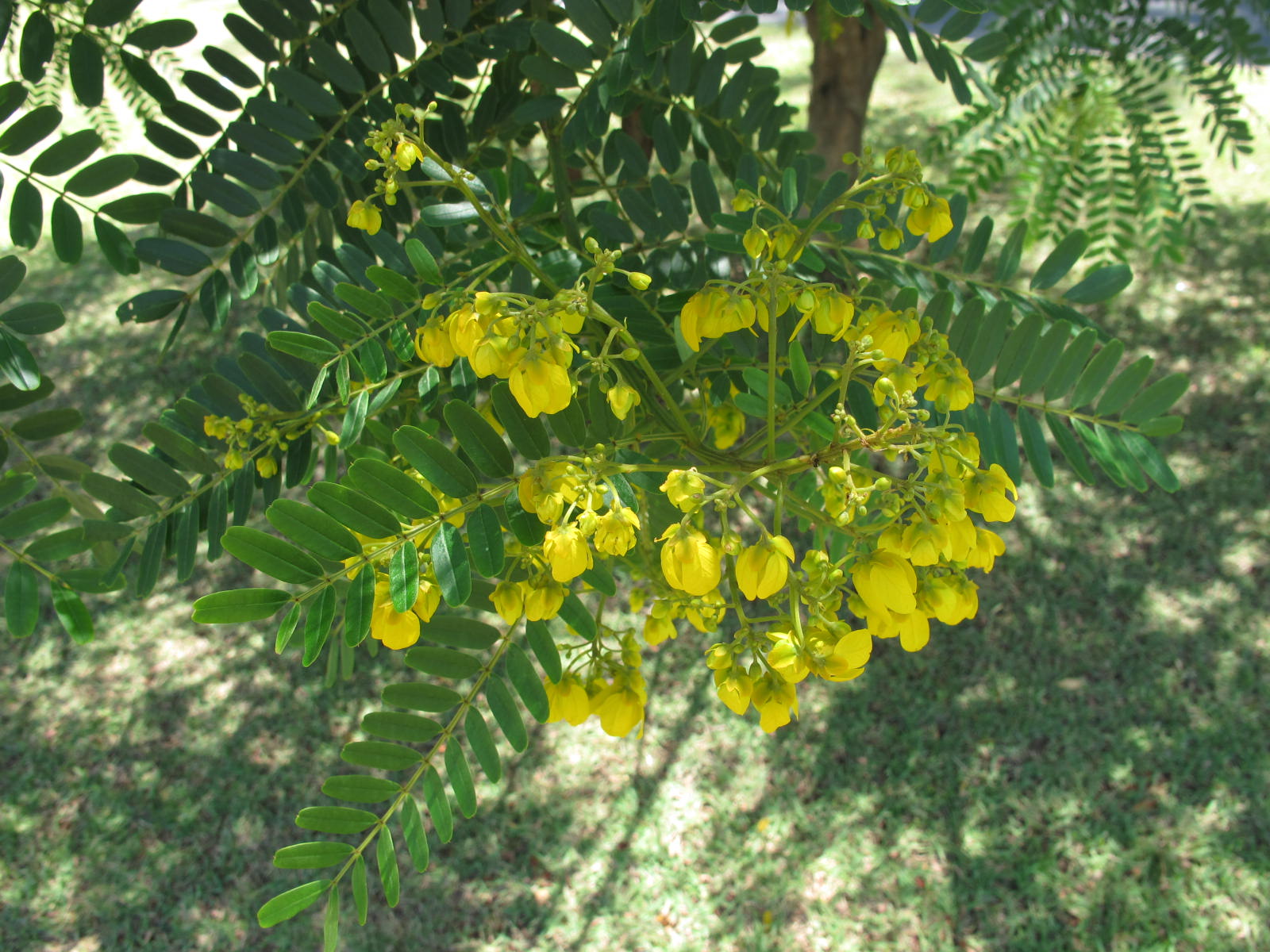 Fabaceae - Leguminosae no Brasil: Fabaceae - Senna multijuga (Rich.) H ...