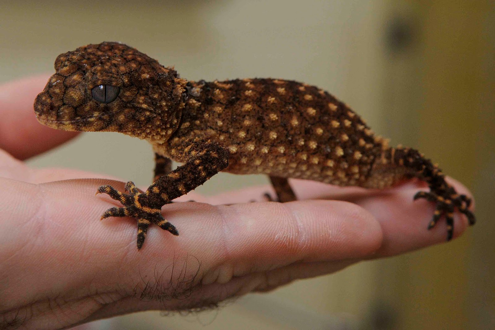 Small Animal Talk: You've met the man, now meet the species named after him