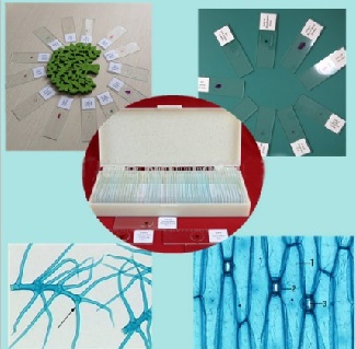 Pengertian Histologi, Cara Mudah dan Praktis Membuat Preparat Basah ...