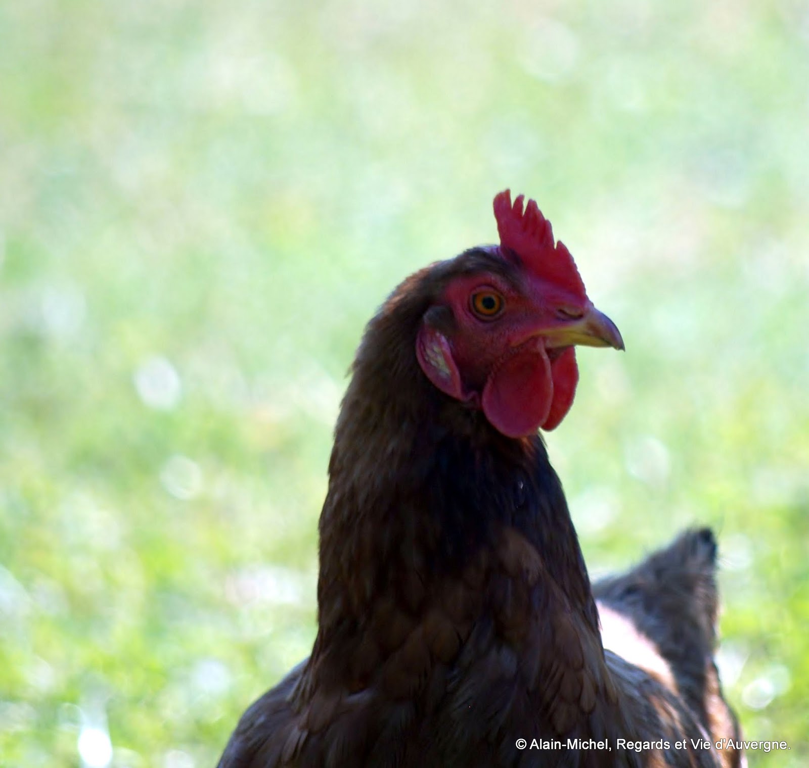 La fable de la poule et de la fermière.