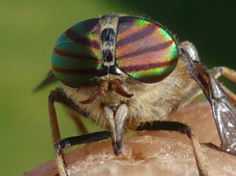Faune Flore d'Ul: Diptères:mouches-syrphes-moustiques ...