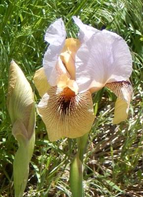 World of Irises: Classifying Aril and Arilbred Irises