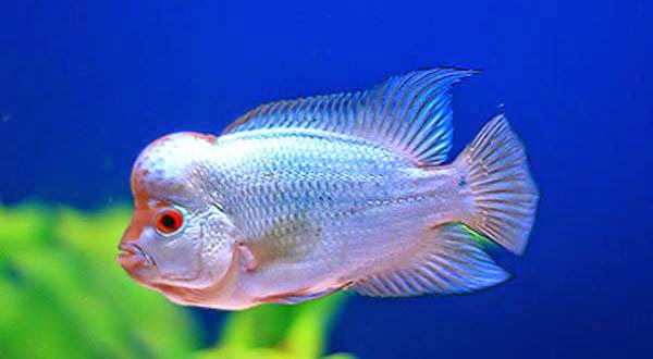 Jenis-Jenis Ikan Louhan alias Flowerhorn
