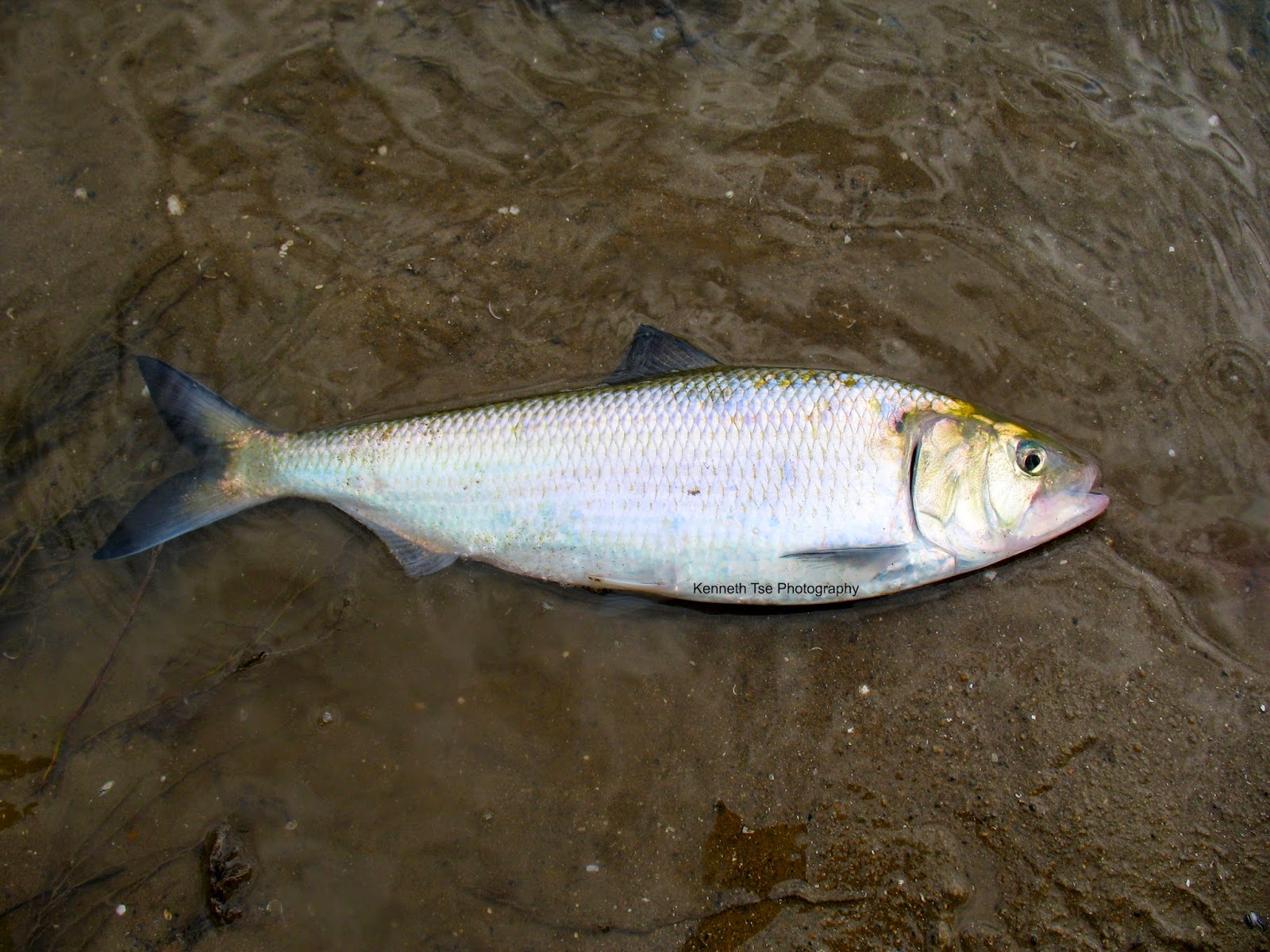 MuskieBait Adventures: 2014 Virginia (Day 3)