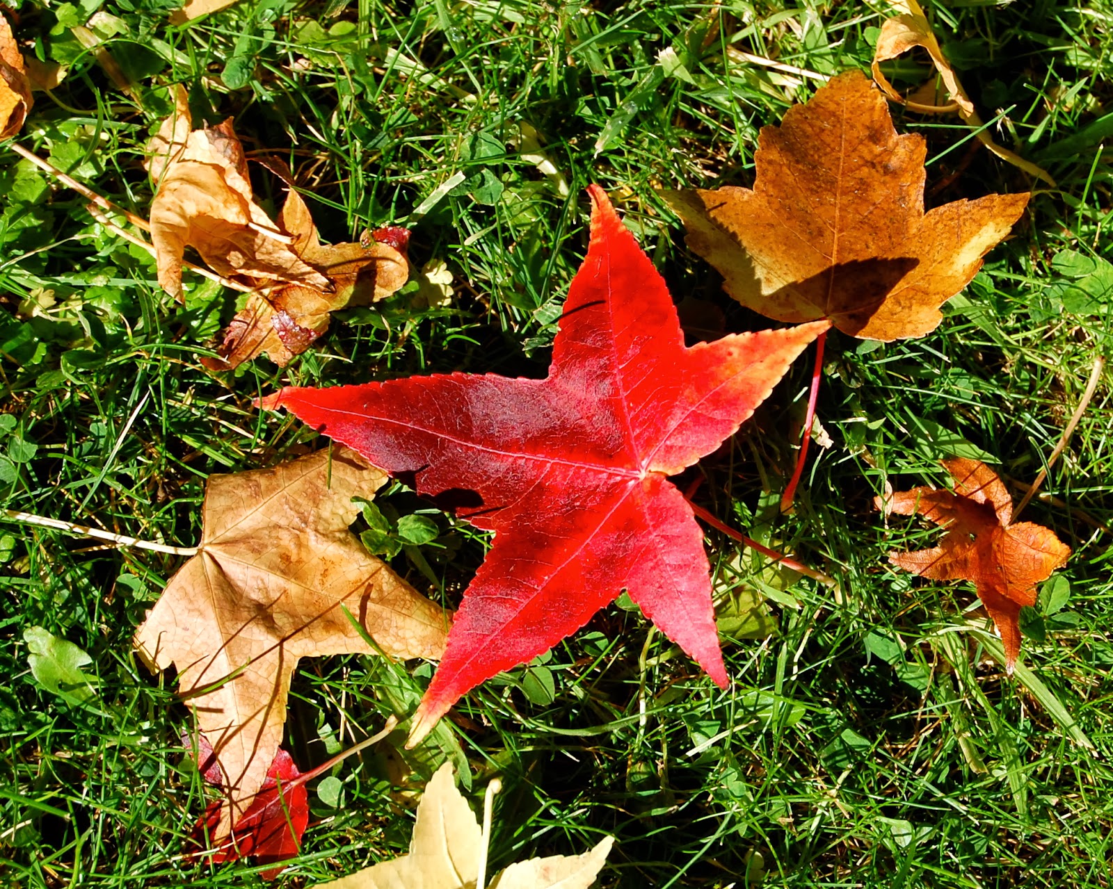 blackoaknaturalist: Looking for the best leaf