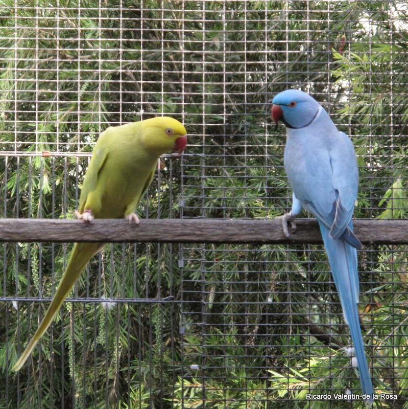 Ricardo's Blog, : La cotorra de Kramer Psittacula krameri, conocida en ...