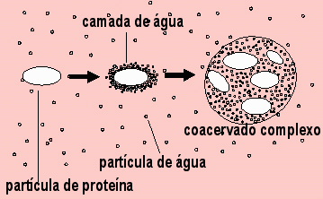 ELS COACERVATS