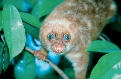Cuscus: Cuscus