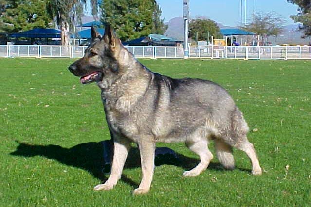 Animal Care Planet: The Color of German Shepherd Dogs