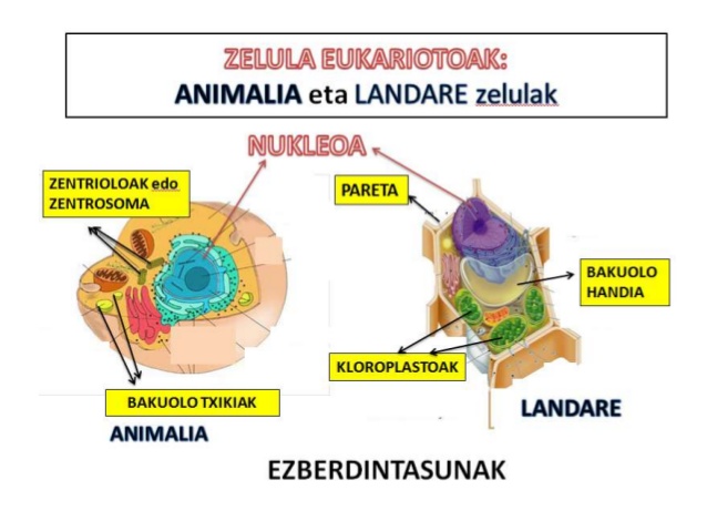 BIOLOGIA eta GEOLOGIA HERNANI BHI: 2019