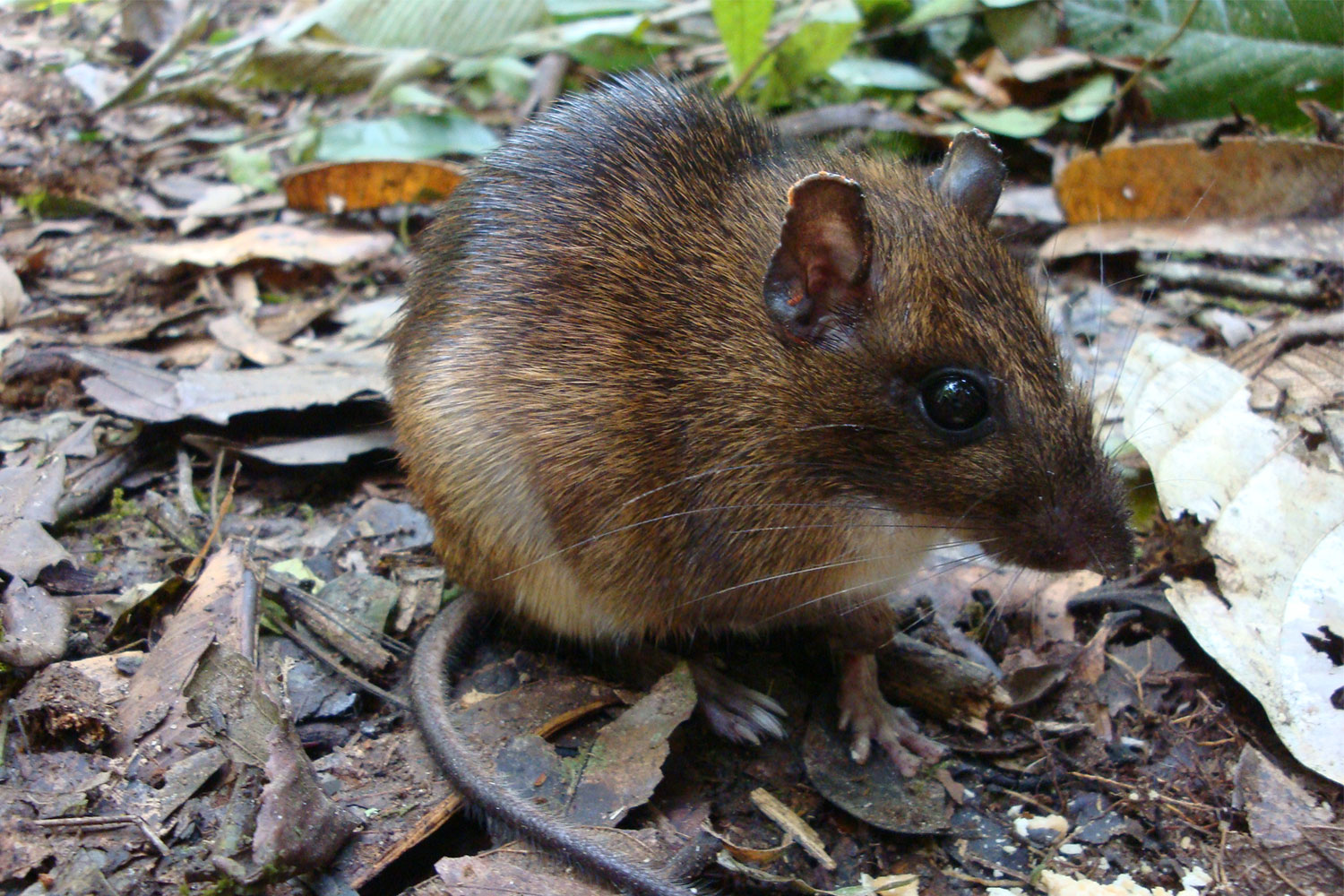Mamíferos y marsupiales mammals of the earth: Rata espinosa de Tome ...