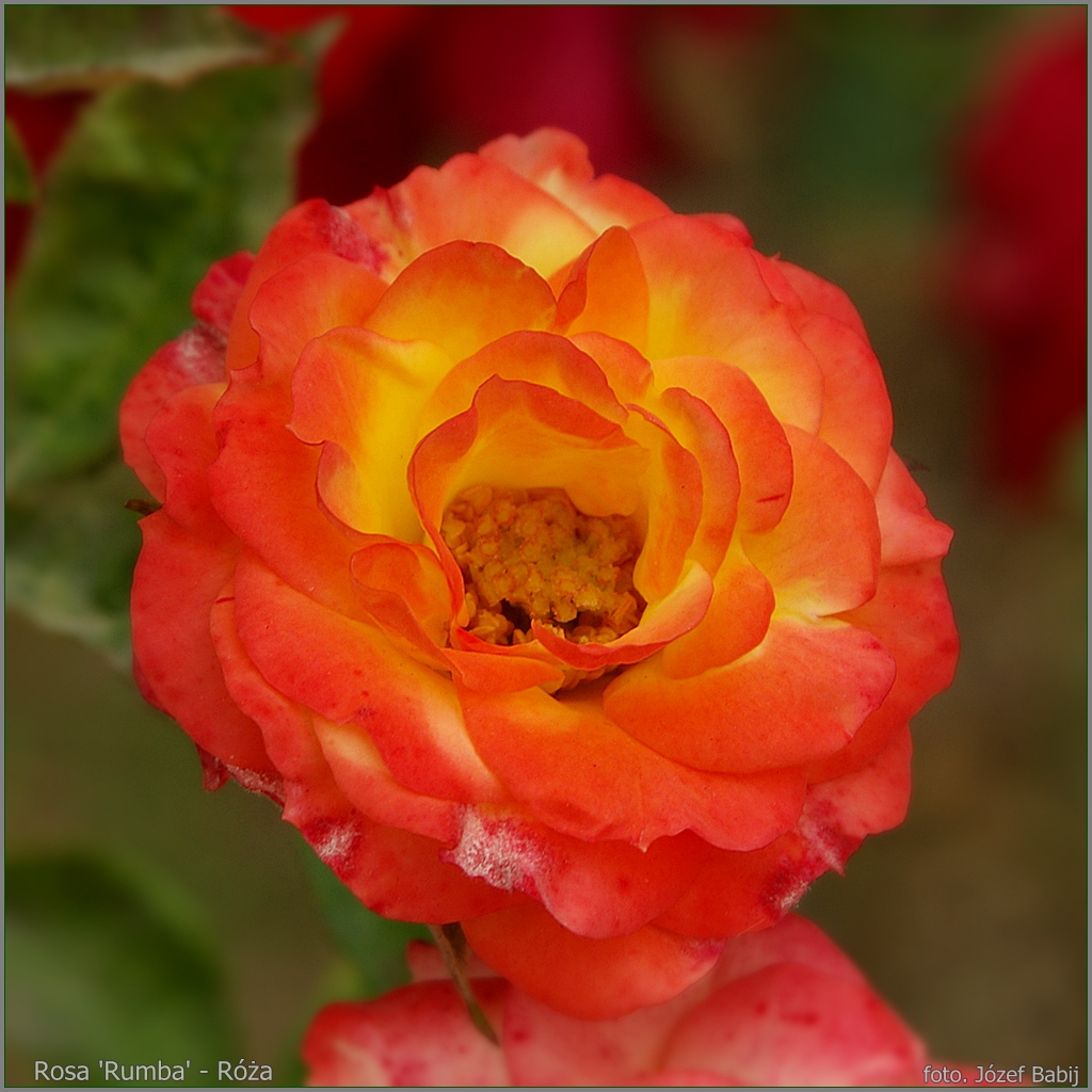 Plant Gallery - Encyklopedia Roślin: Rosa 'Rumba' - Róża 'Rumba'