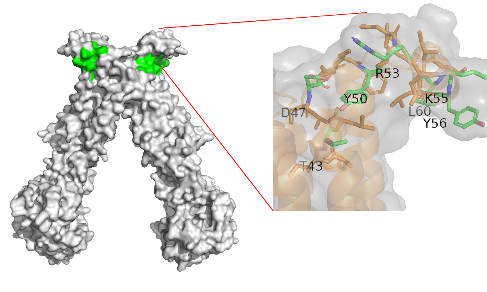 Lipid-linked Oligosaccharide Flippase: Structure and mechanism of an ...