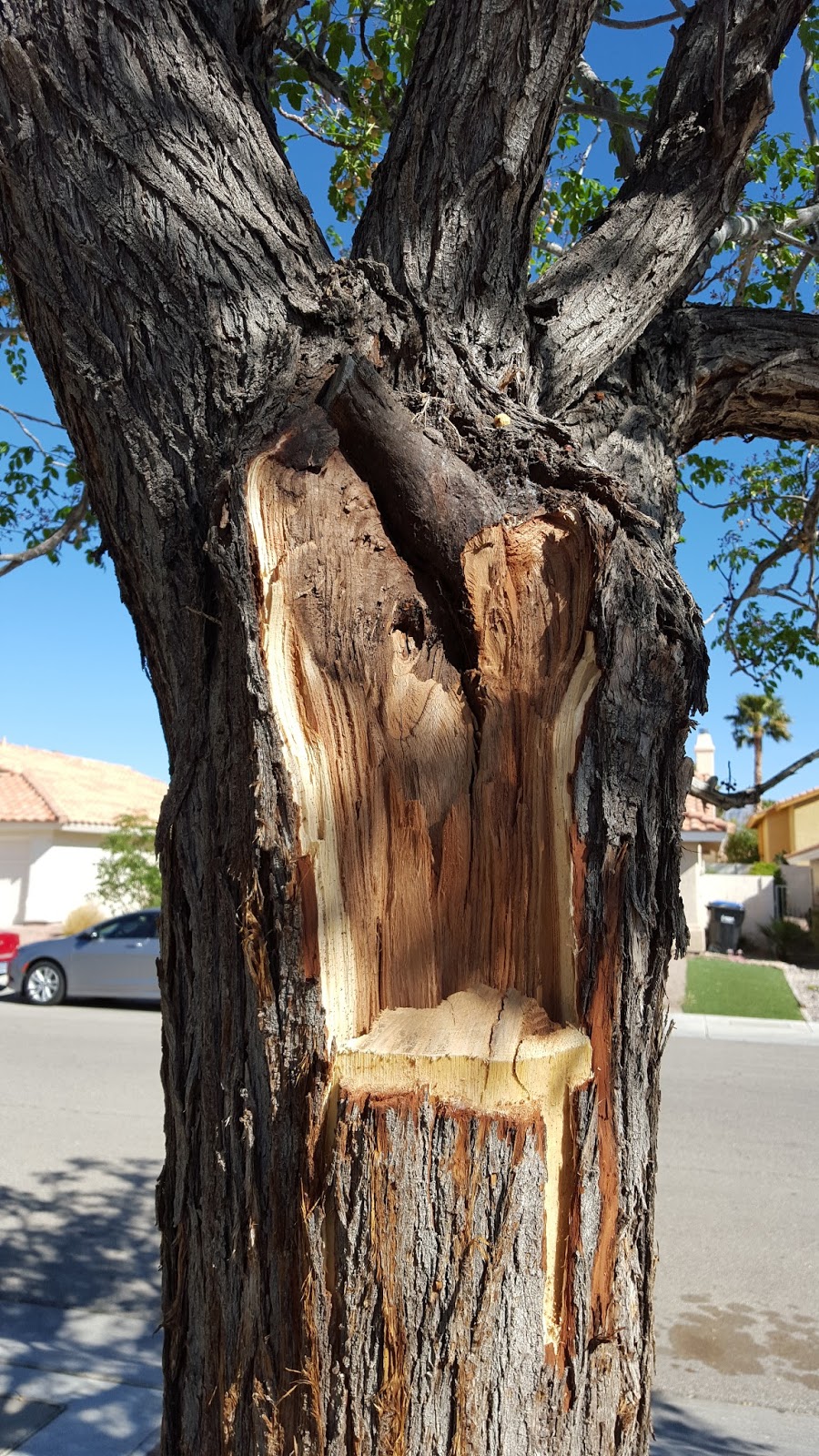Xtremehorticulture of the Desert: Tree Dead on the Inside is Normal